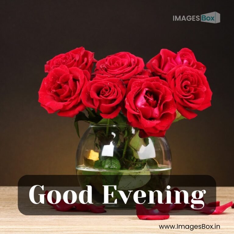 Good Evening Rose Images & Quotes 2025