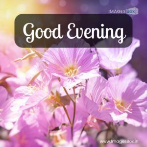 Flower Good Evening Images & Quotes 2025