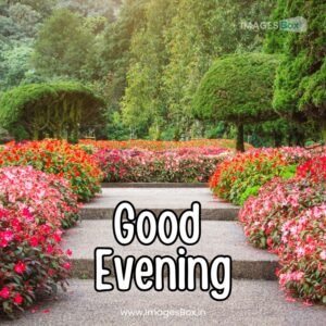 Flower Good Evening Images & Quotes 2025