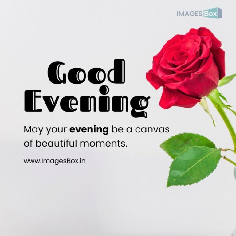 Good Evening Rose Images & Quotes 2025