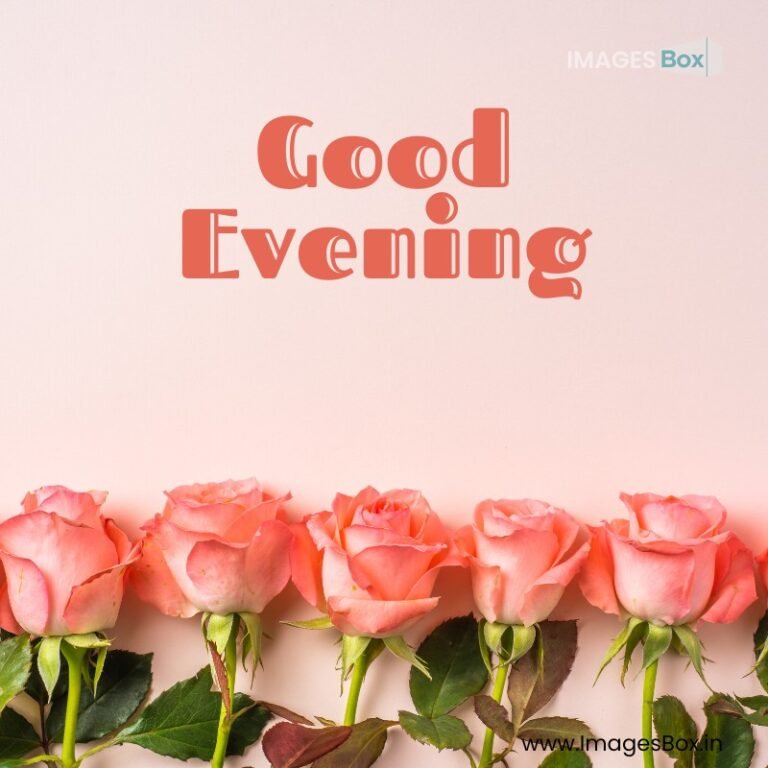 Good Evening Rose Images & Quotes 2025
