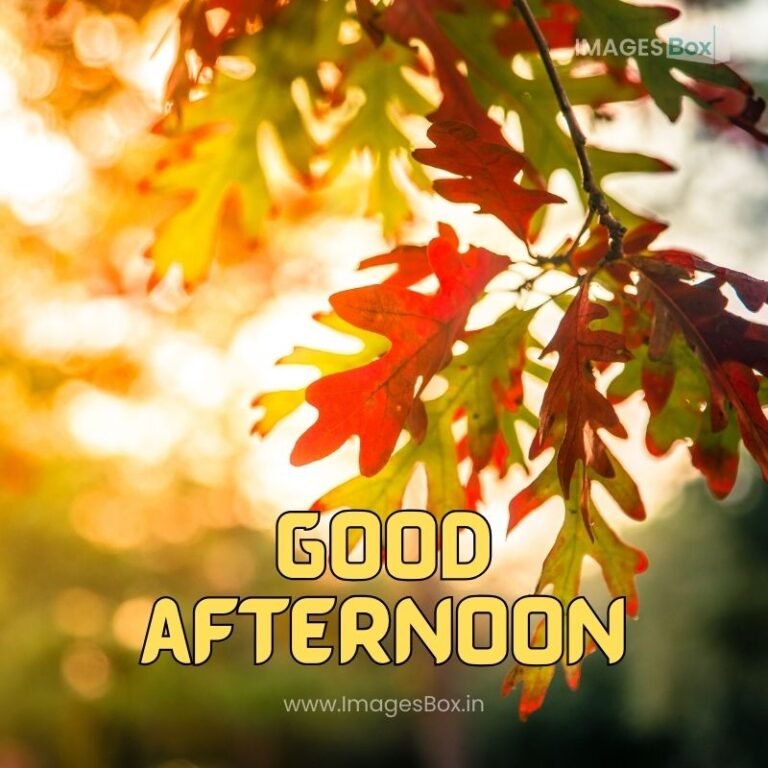 25+ Beautiful Good Afternoon Images with Quotes 2025