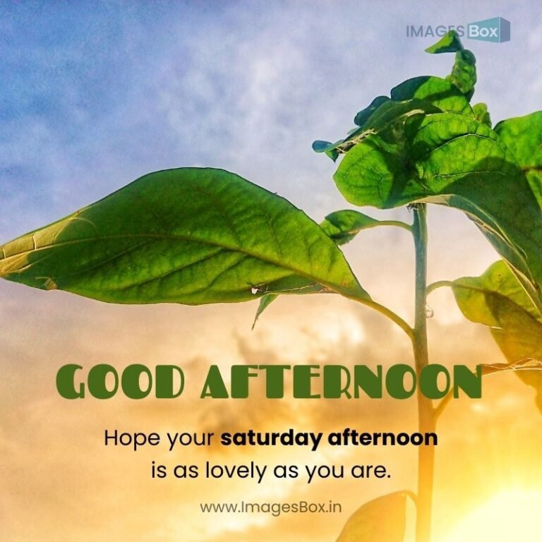 25+ Good Afternoon Saturday Images & Quotes 2025