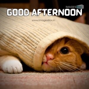 20+ Good Afternoon Funny Images [2025]