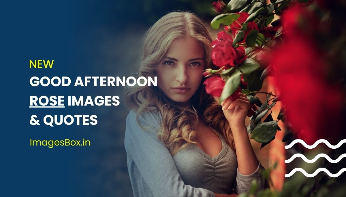 25+ Good Afternoon Rose Images with Quotes (2025)