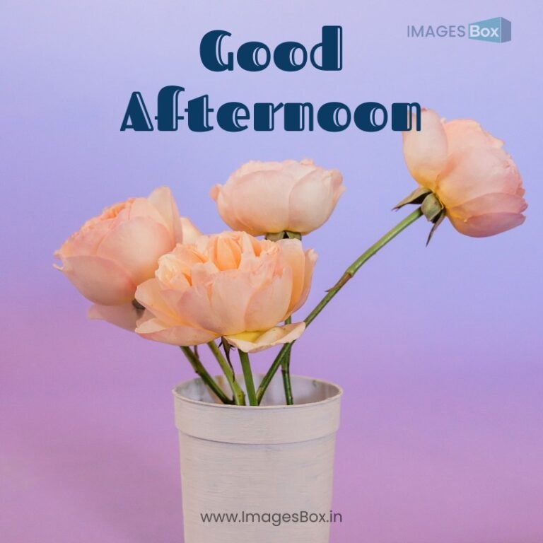 25+ Good Afternoon Rose Images with Quotes (2025)