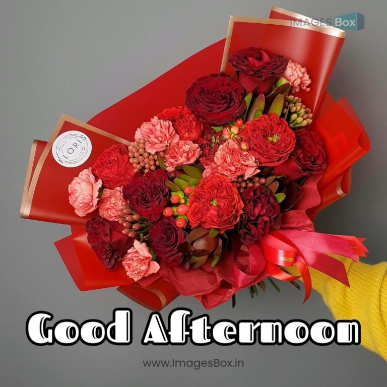 25+ Good Afternoon Rose Images with Quotes (2025)