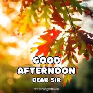 25+ Good Afternoon Sir Images with Quotes (2025)