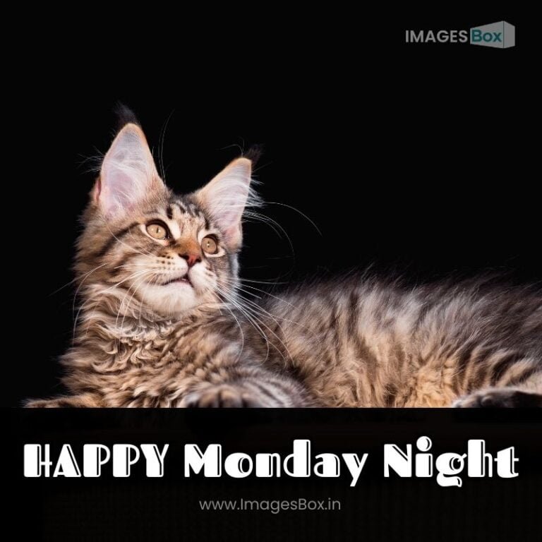 28+ Best Good Night Monday Images with Quotes (2025)