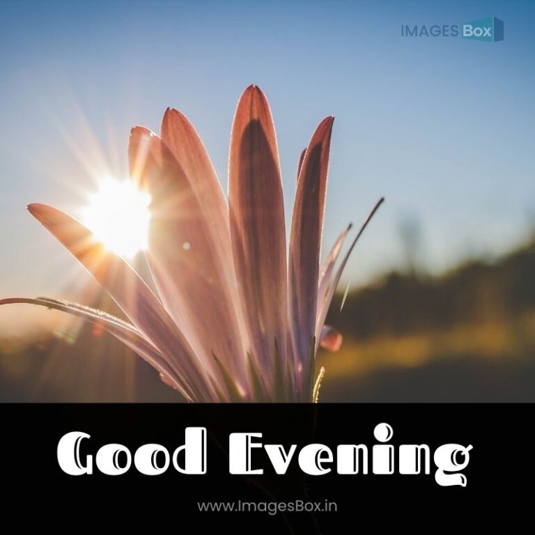 210+ New Good Evening Images