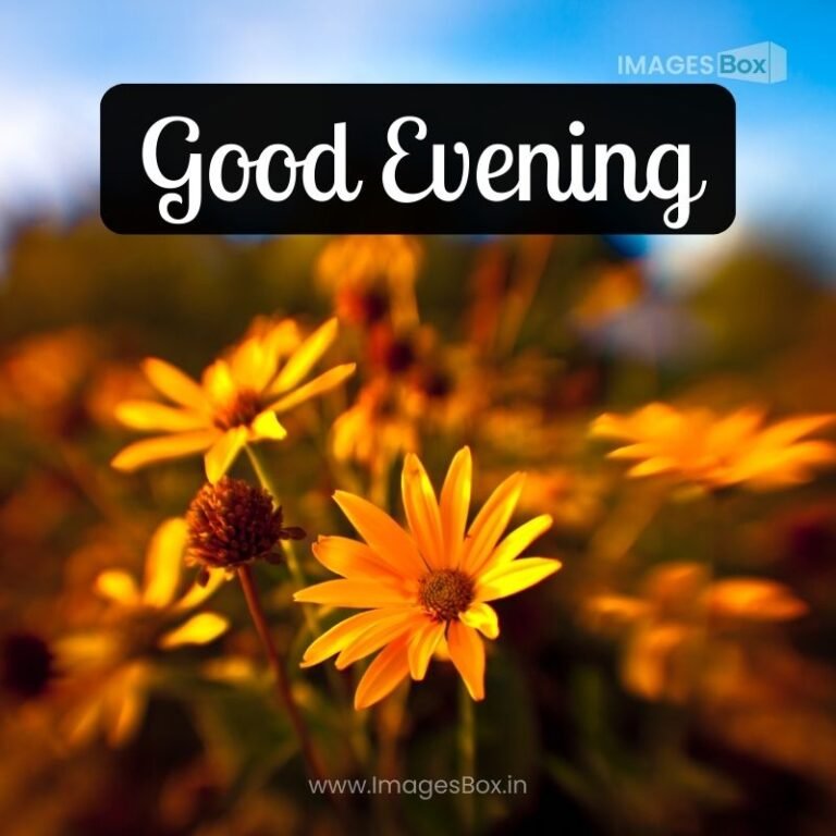 210+ New Good Evening Images