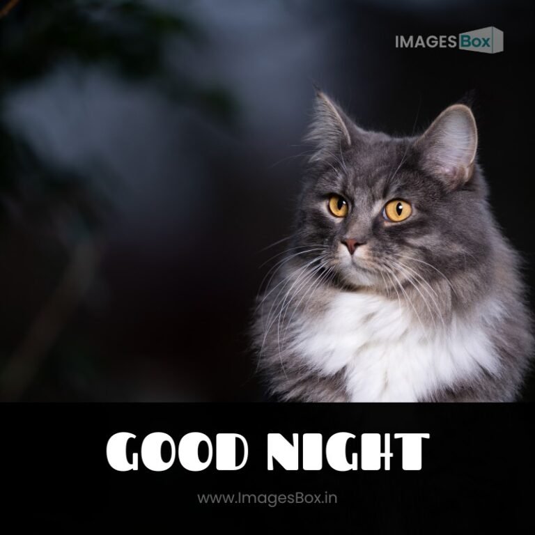 25+ Beautiful Good Night Nature Images with Quotes (2025)